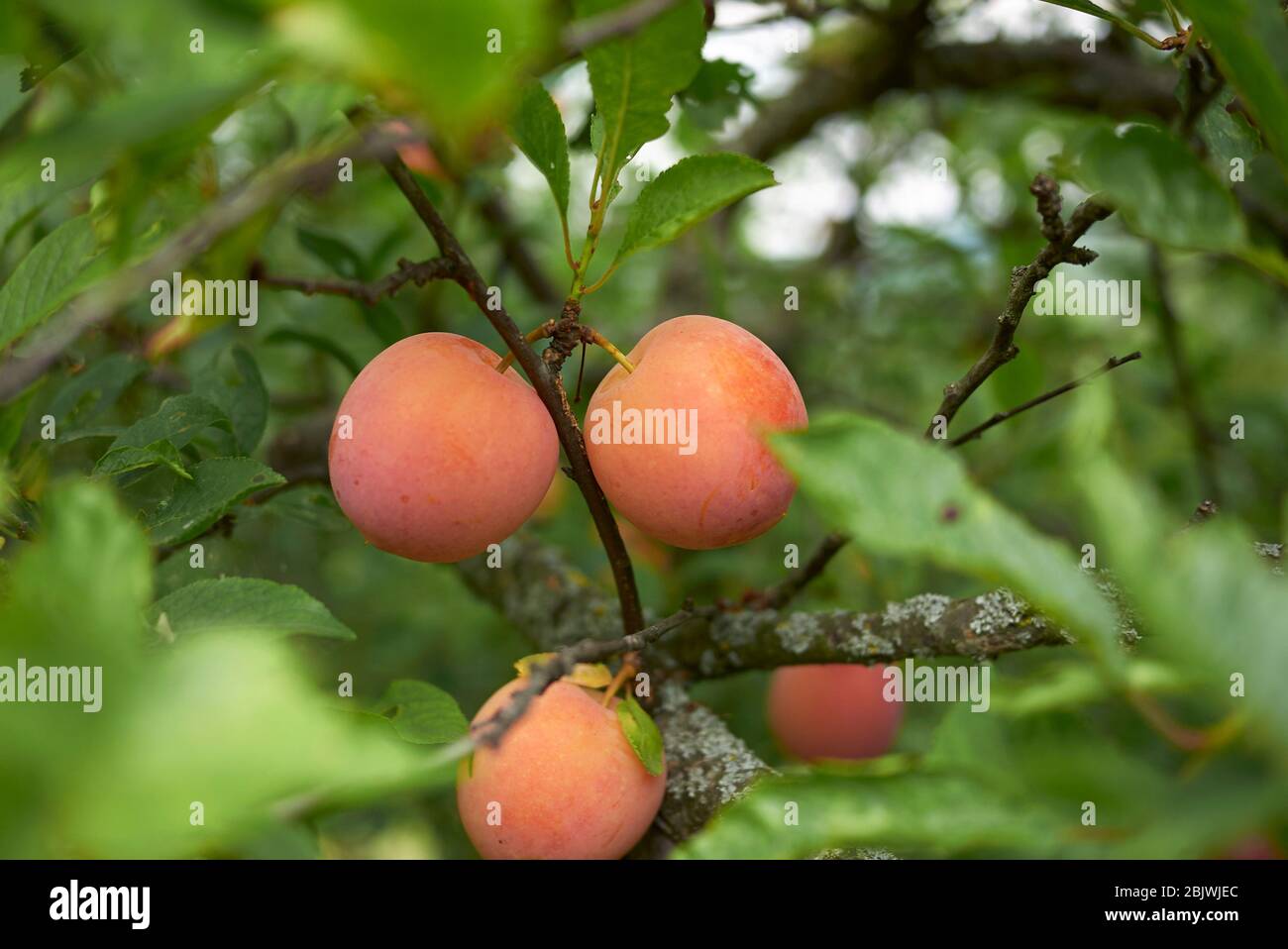 Prunus salicina branch with fresh plums Stock Photo - Alamy