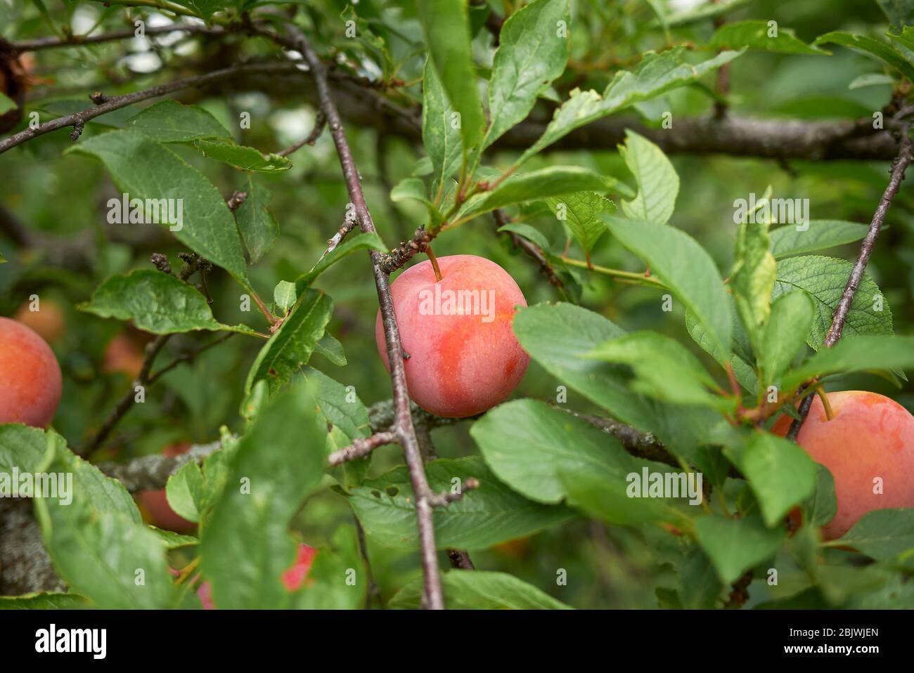 Prunus salicina branch with fresh plums Stock Photo - Alamy