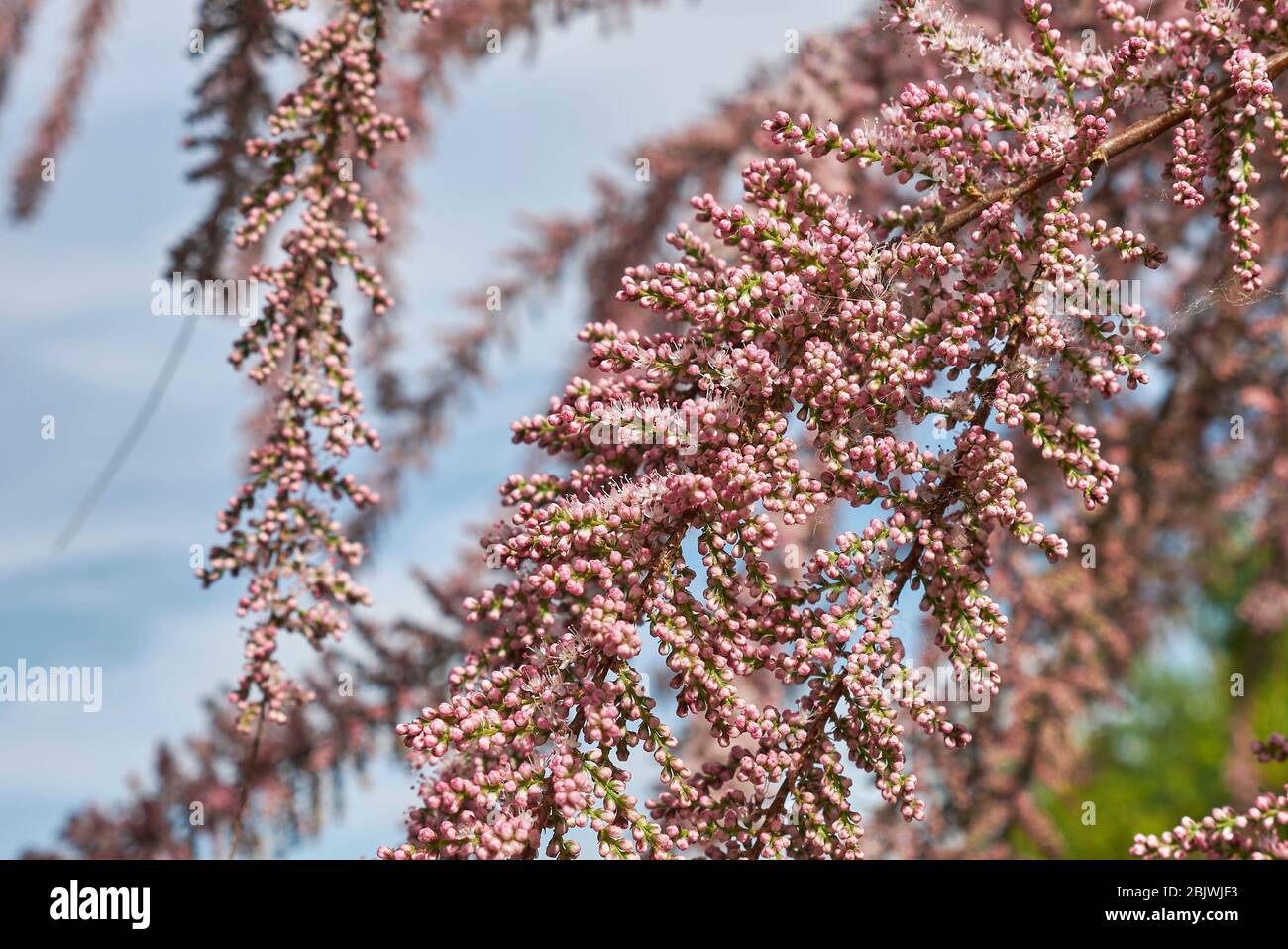 pink inflorescence of Tamarix gallica tree Stock Photo - Alamy