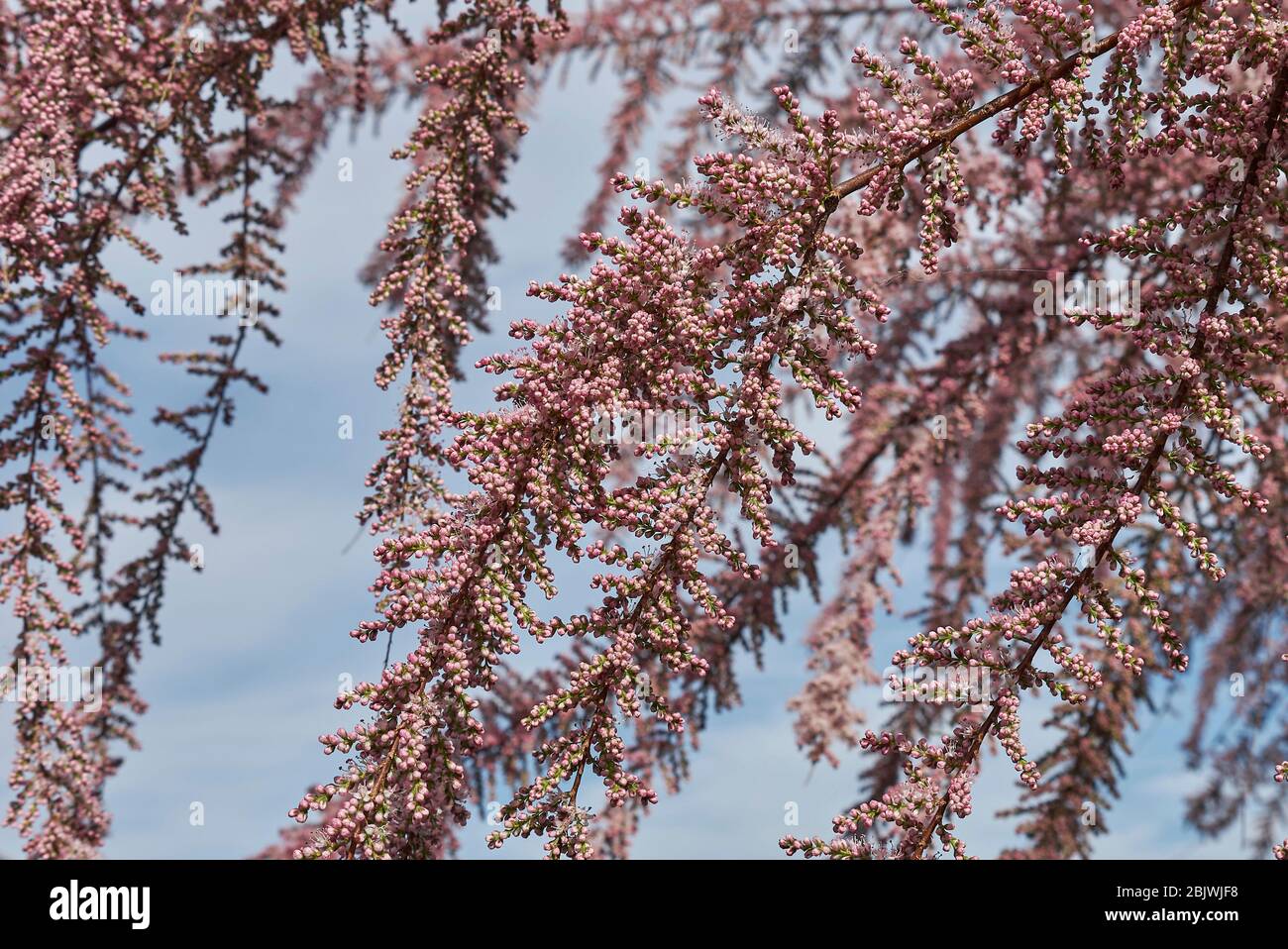 pink inflorescence of Tamarix gallica tree Stock Photo - Alamy