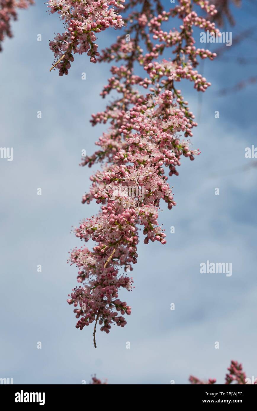 pink inflorescence of Tamarix gallica tree Stock Photo - Alamy