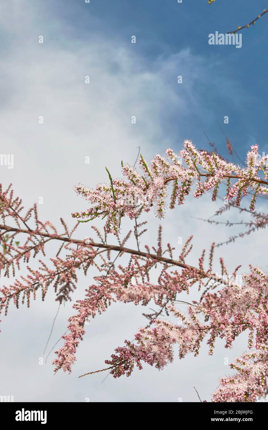 pink inflorescence of Tamarix gallica tree Stock Photo - Alamy