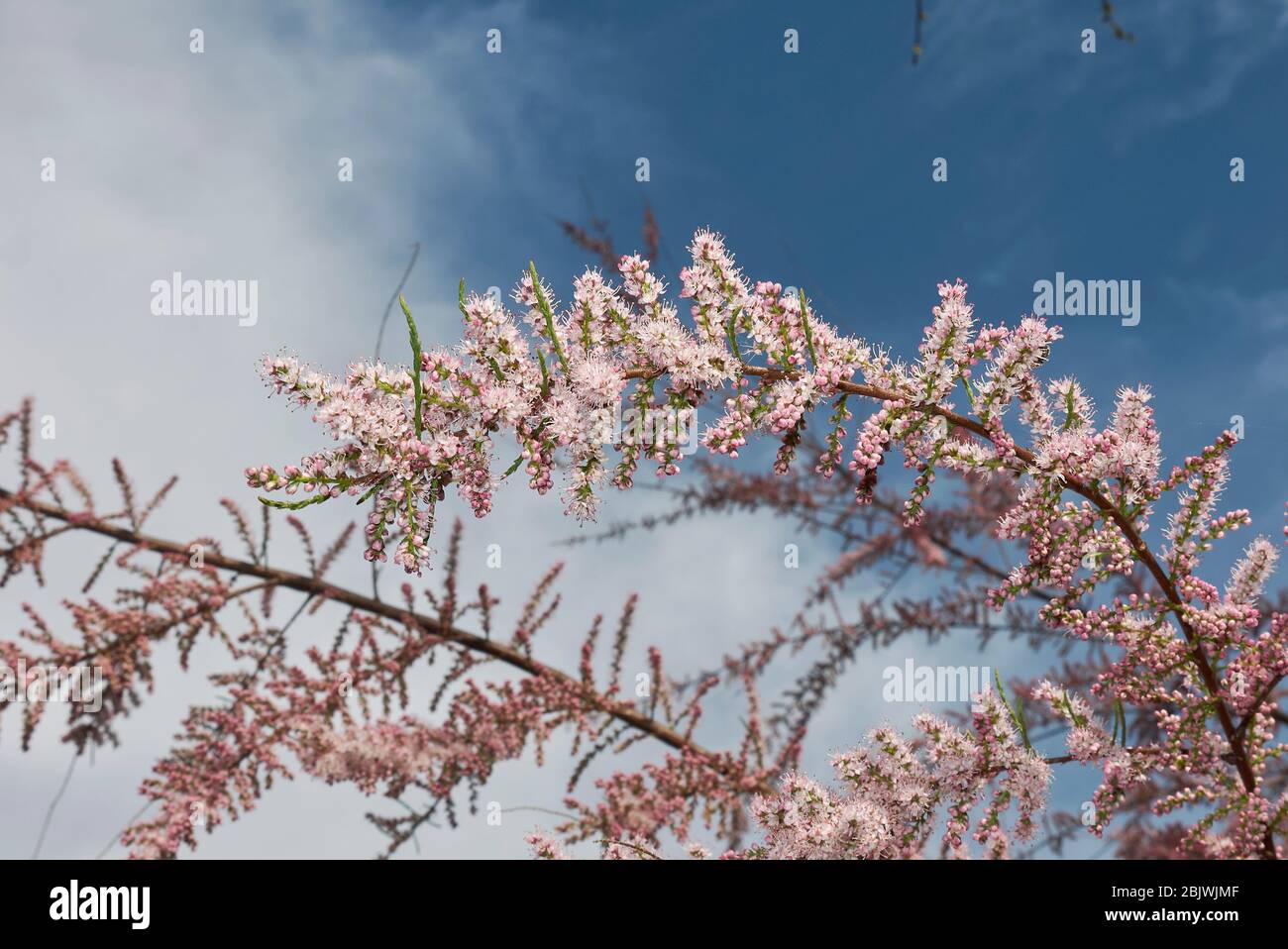 pink inflorescence of Tamarix gallica tree Stock Photo - Alamy