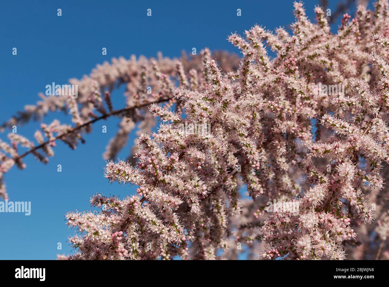 pink inflorescence of Tamarix gallica tree Stock Photo - Alamy