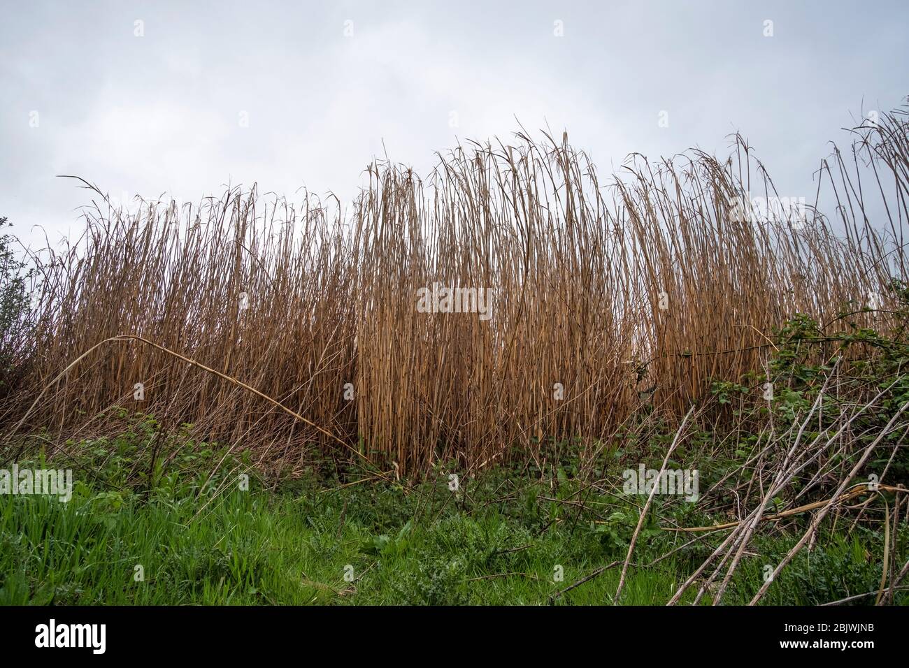 Common thatching grass hi-res stock photography and images - Alamy