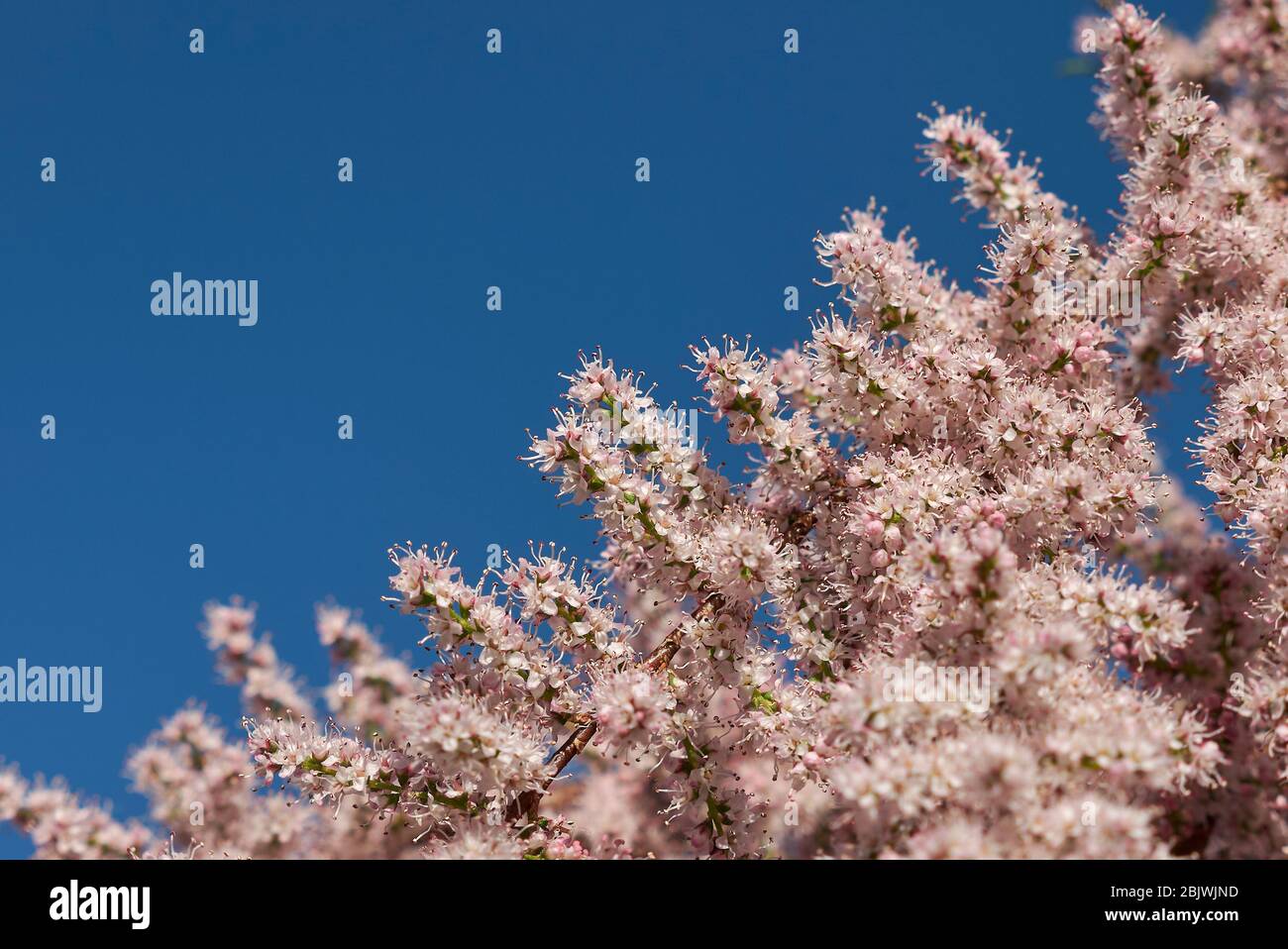 pink inflorescence of Tamarix gallica tree Stock Photo - Alamy