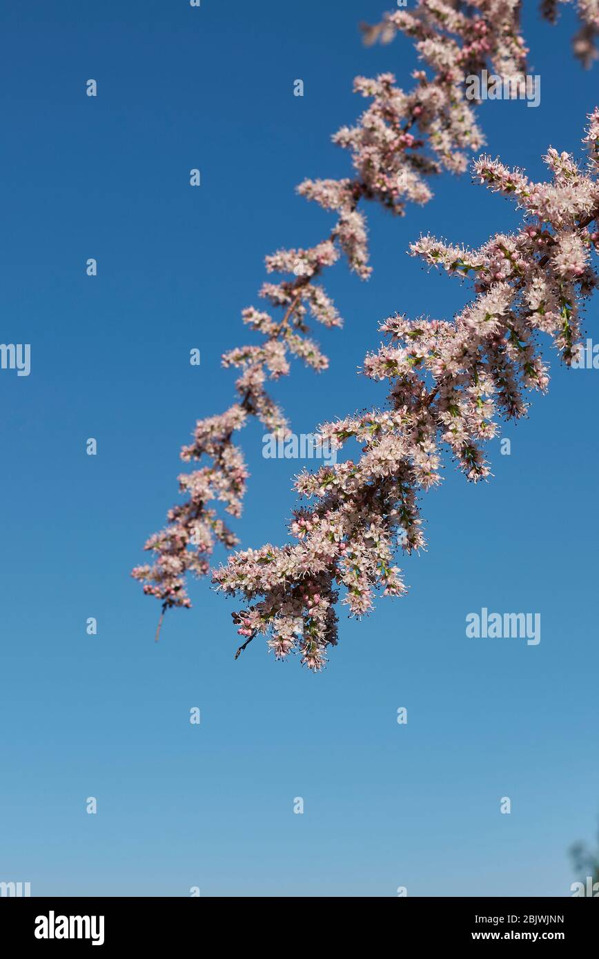 pink inflorescence of Tamarix gallica tree Stock Photo - Alamy