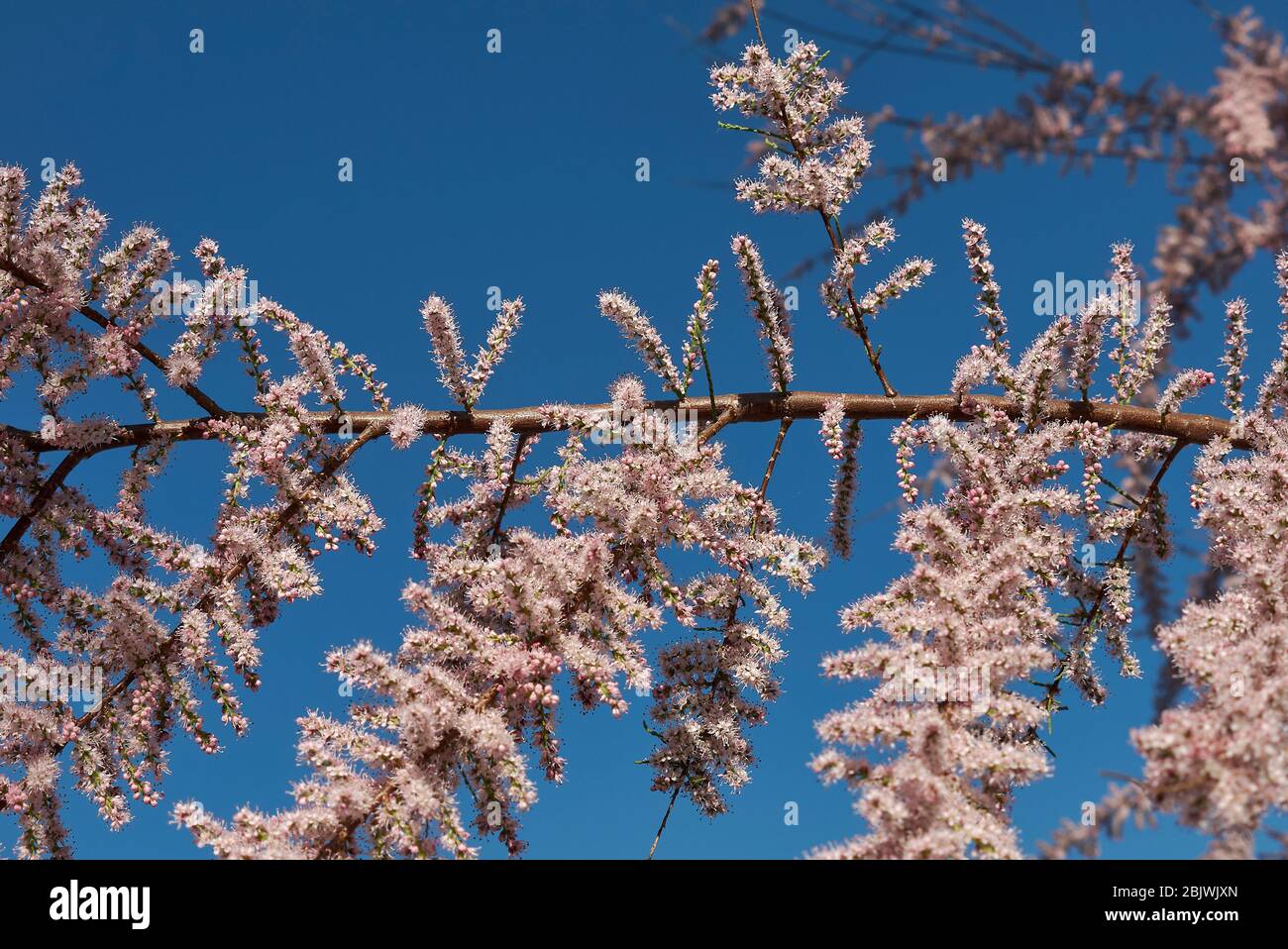pink inflorescence of Tamarix gallica tree Stock Photo - Alamy