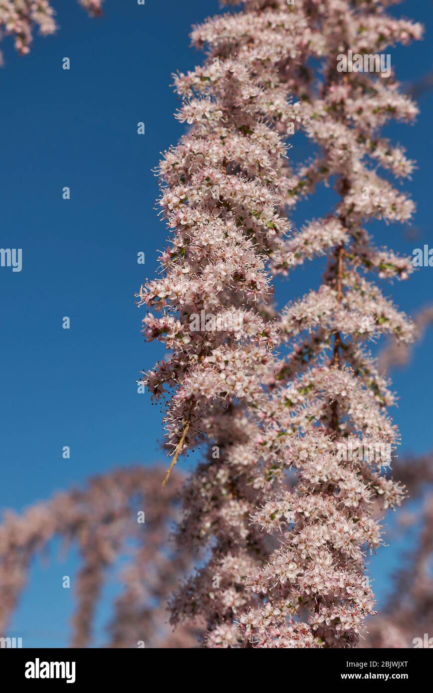 pink inflorescence of Tamarix gallica tree Stock Photo - Alamy