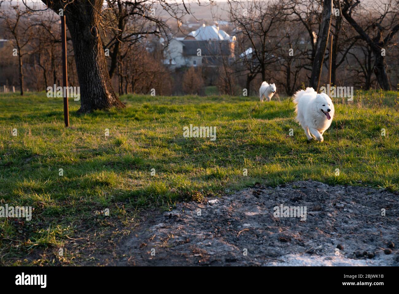 Two dog in the green grass hi-res stock photography and images - Alamy