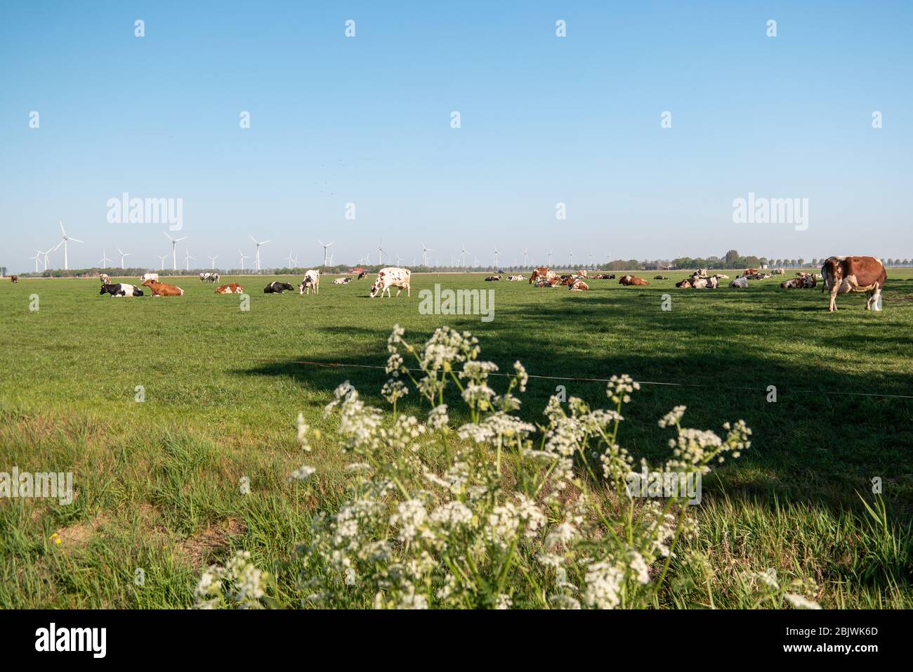 Dutch cows during Spring in the Netherlands with on the background ...