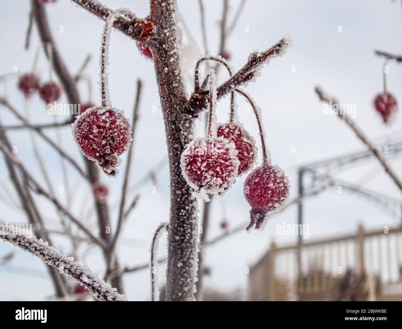 Frosted berry on branch hi-res stock photography and images - Alamy