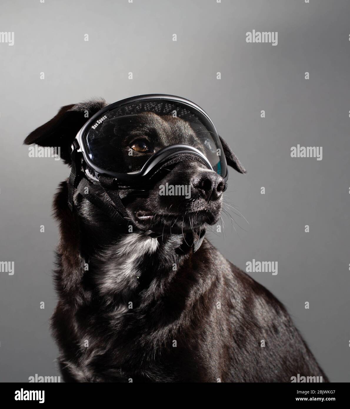 What Are Doggles Used For