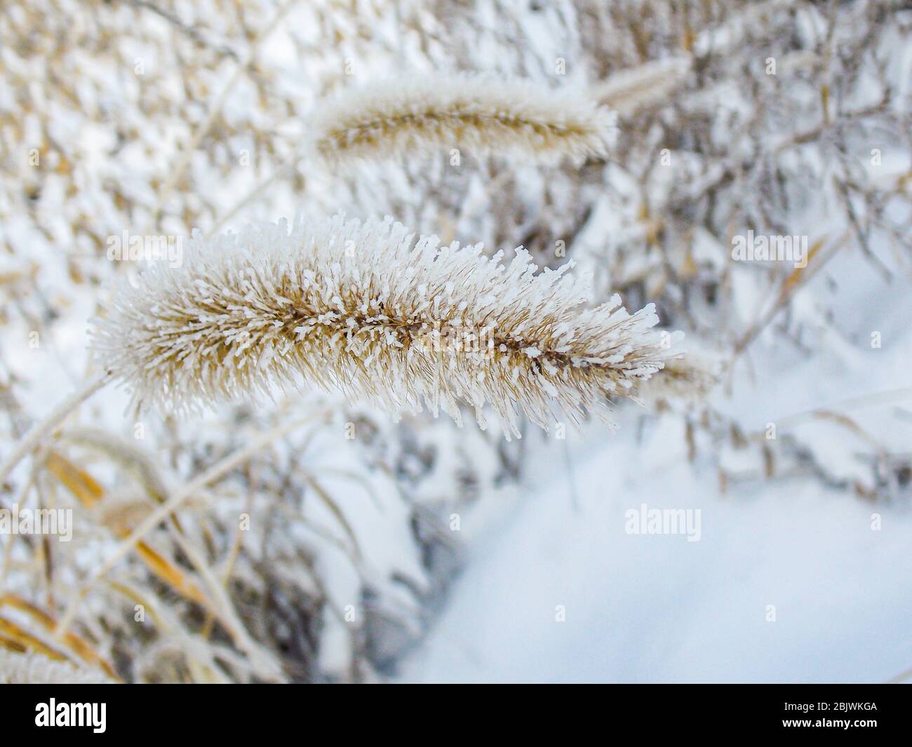Field in december hi-res stock photography and images - Alamy
