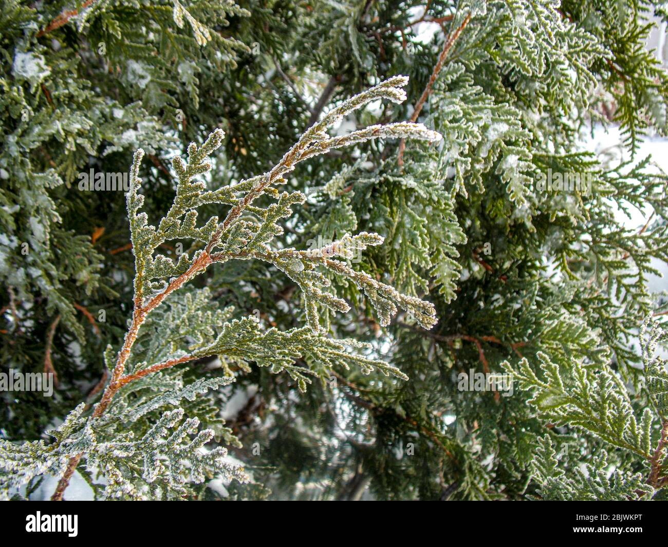 A close up of cedar branches covered in snow Stock Photo - Alamy