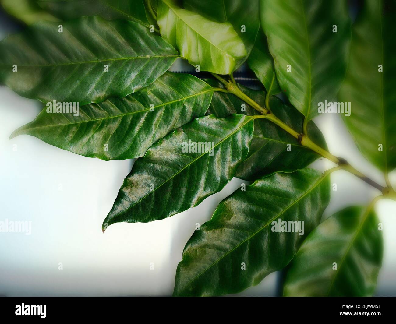 Coffea arabica leaves hi-res stock photography and images - Alamy