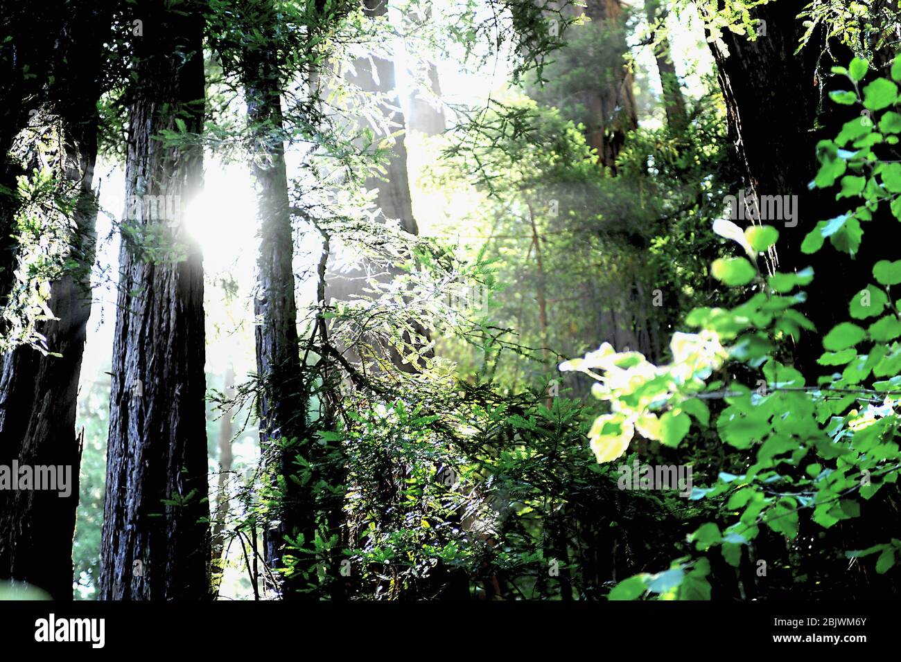 Sun rays through forest canopy hi-res stock photography and images - Alamy