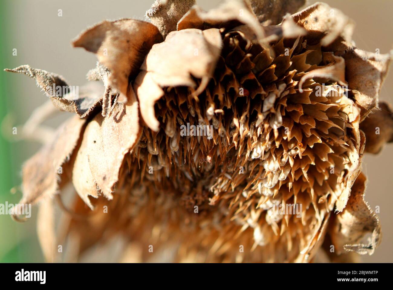 Sunflower head dried dead hi-res stock photography and images - Alamy
