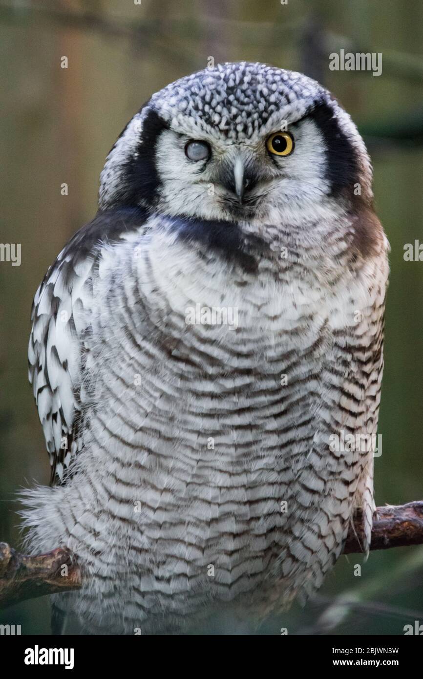 Owl looking profile hi-res stock photography and images - Alamy