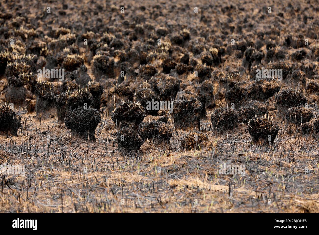 burned grass from fire. Brown natural background. Burned land, grass ...