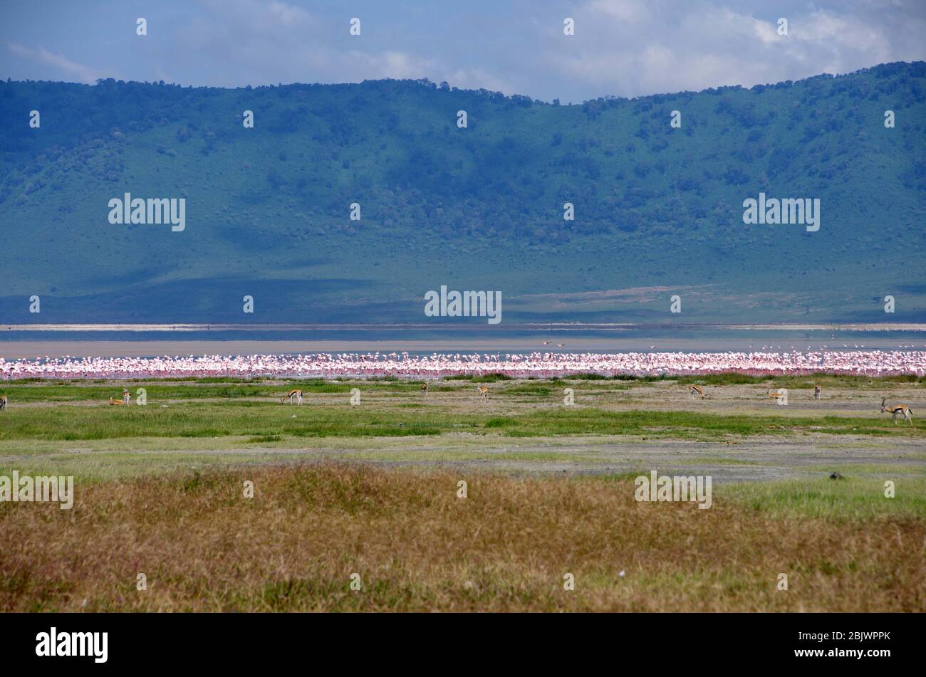Landscape in the Ngorongoro crater in Tanzania Stock Photo - Alamy