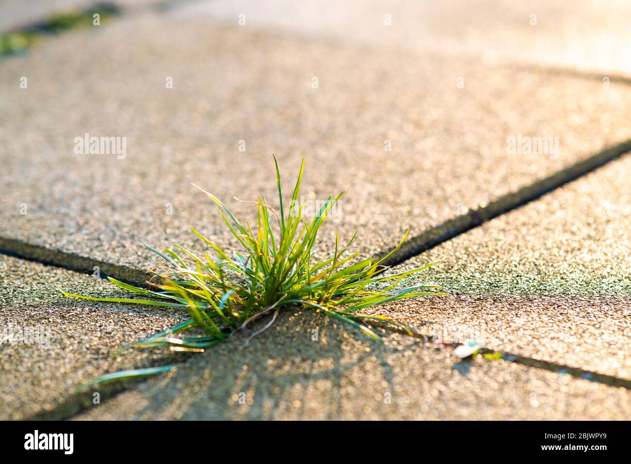 Closeup detail of weed green plant growing between concrete pavement ...