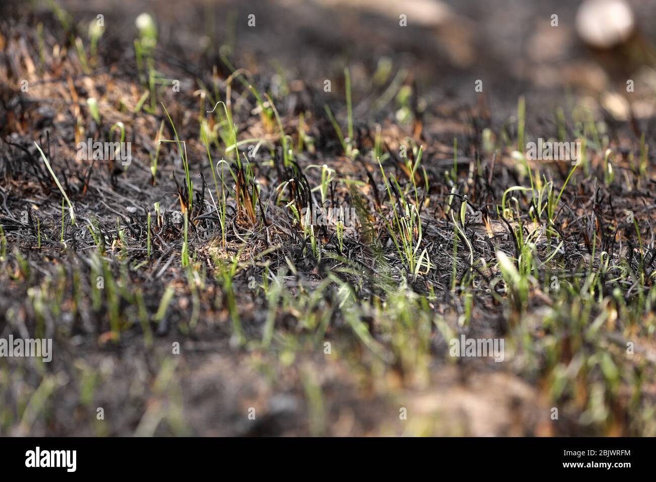 burned grass from fire. Brown natural background. Burned land, grass ...