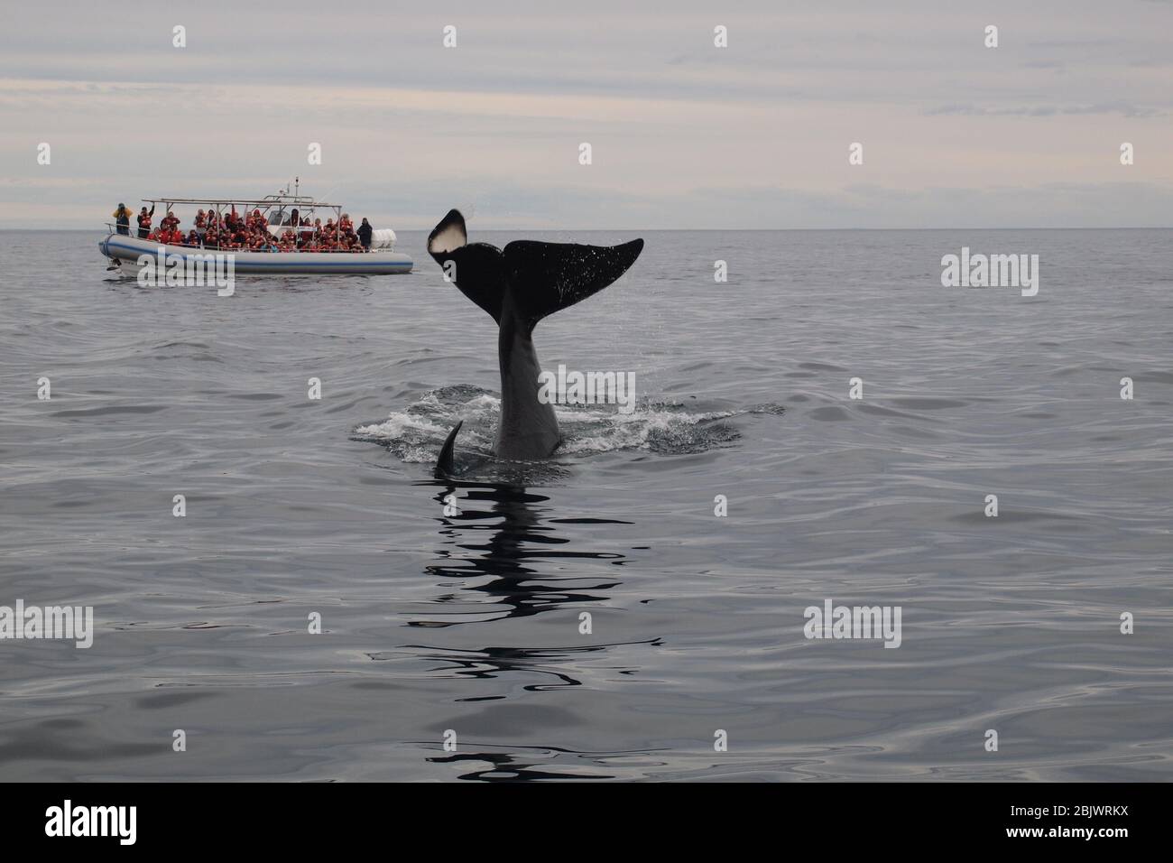 group of tourists on a boat watching a killer whale or orca (Orcinus ...