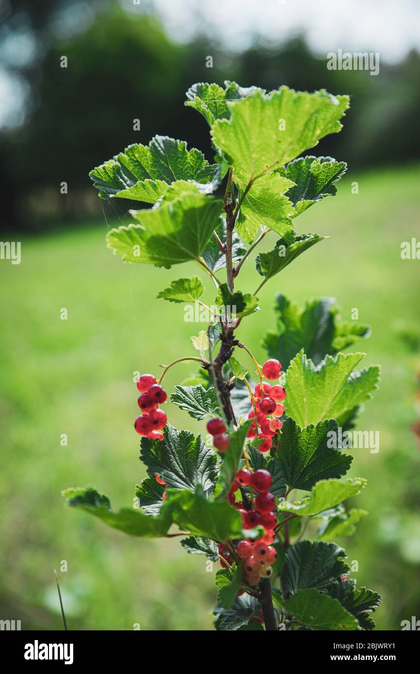 Ribes rubrum berries, red currant on green branch in summer garden ...