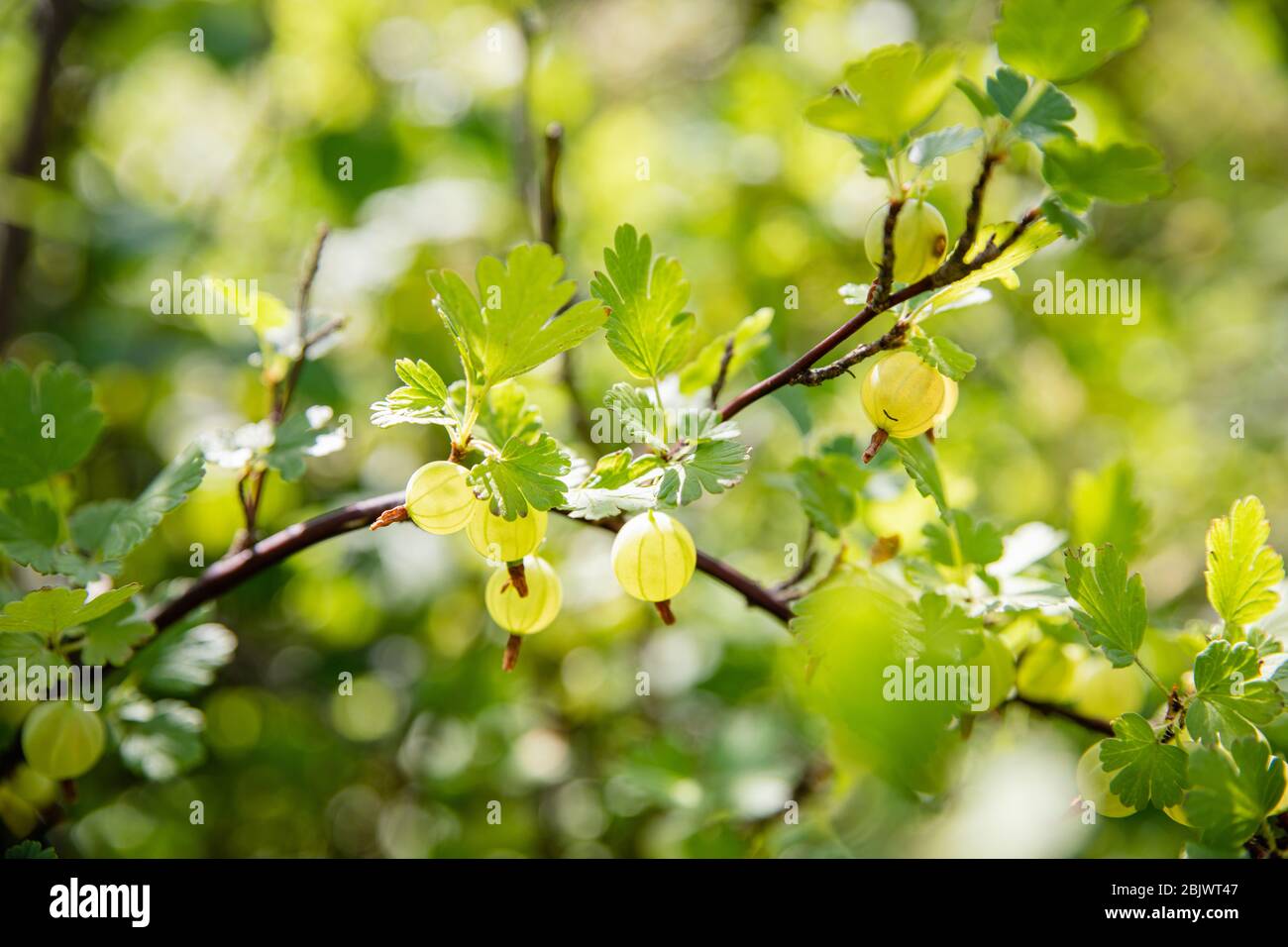 Raw gooseberry hi-res stock photography and images - Alamy