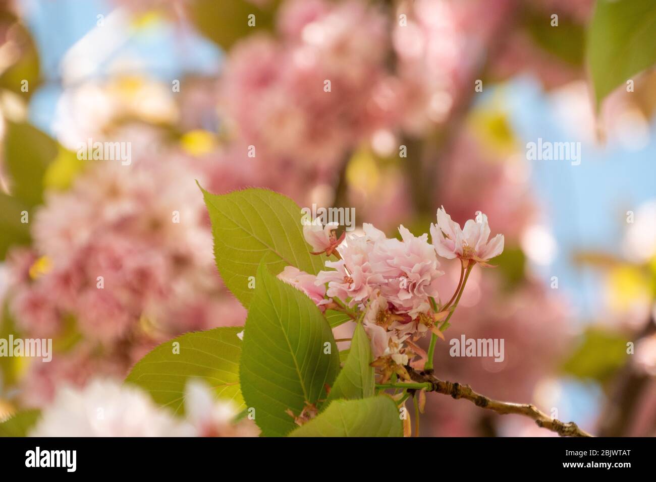 cherry blossom tree in bloom in the Netherlands Stock Photo - Alamy