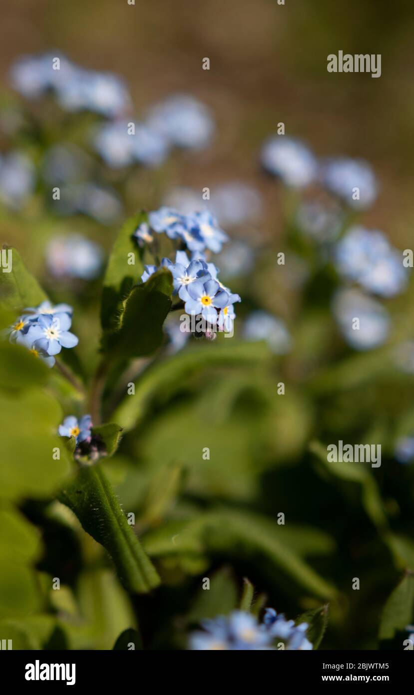 Forget Me Nots Stock Photo - Alamy
