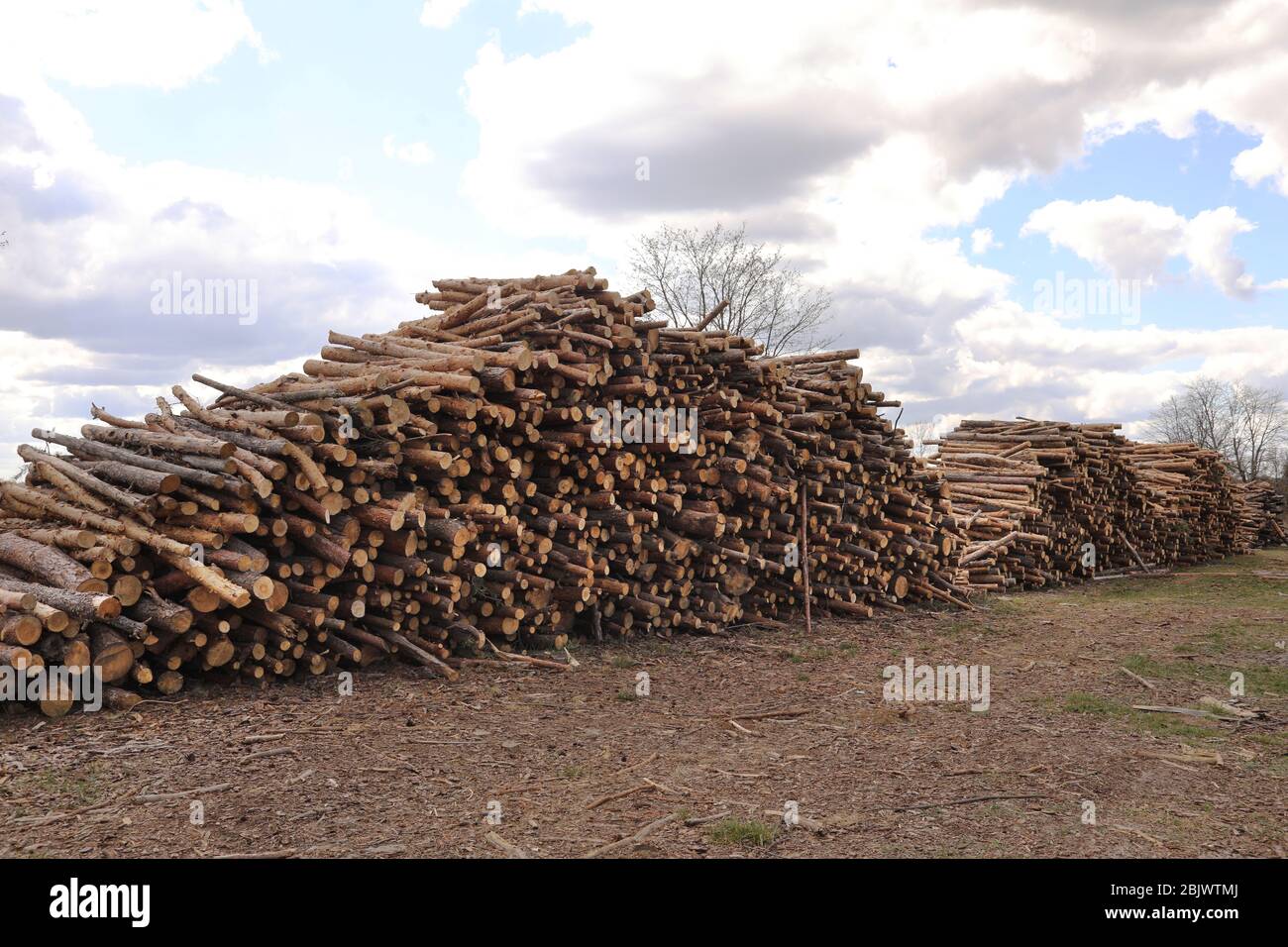 Side view of commercial timber, pine tree logs after clear cut of ...