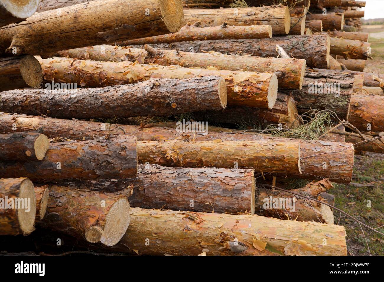 Side view of commercial timber, pine tree logs after clear cut of ...