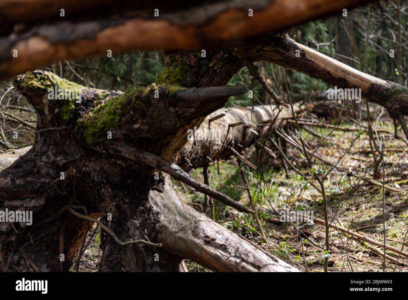 Fallen snag tree by Hanikka nature hike trail in Espoo, Finland Stock ...