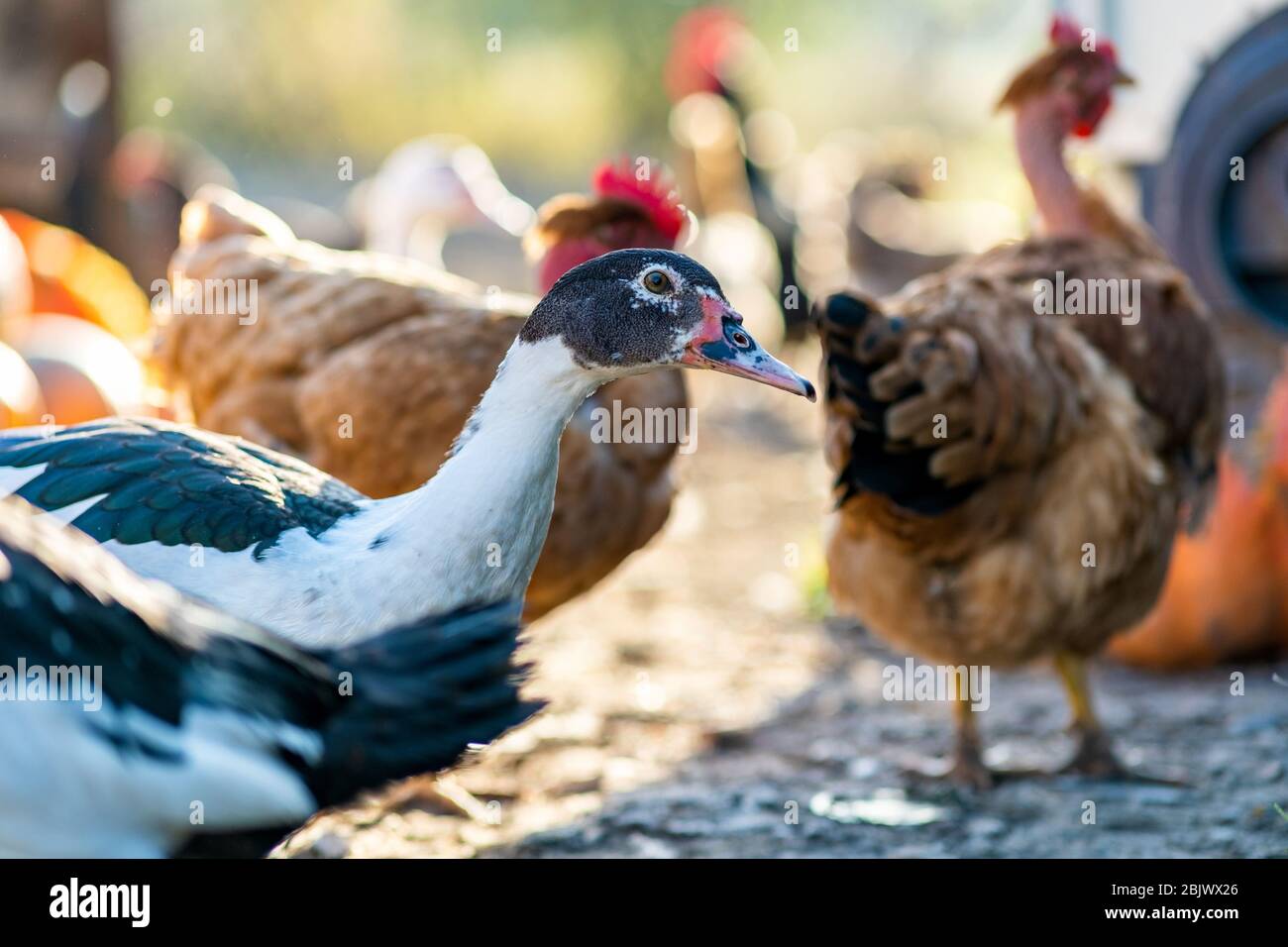 Ducks feed on traditional rural barnyard. Detail of a duck head. Close ...
