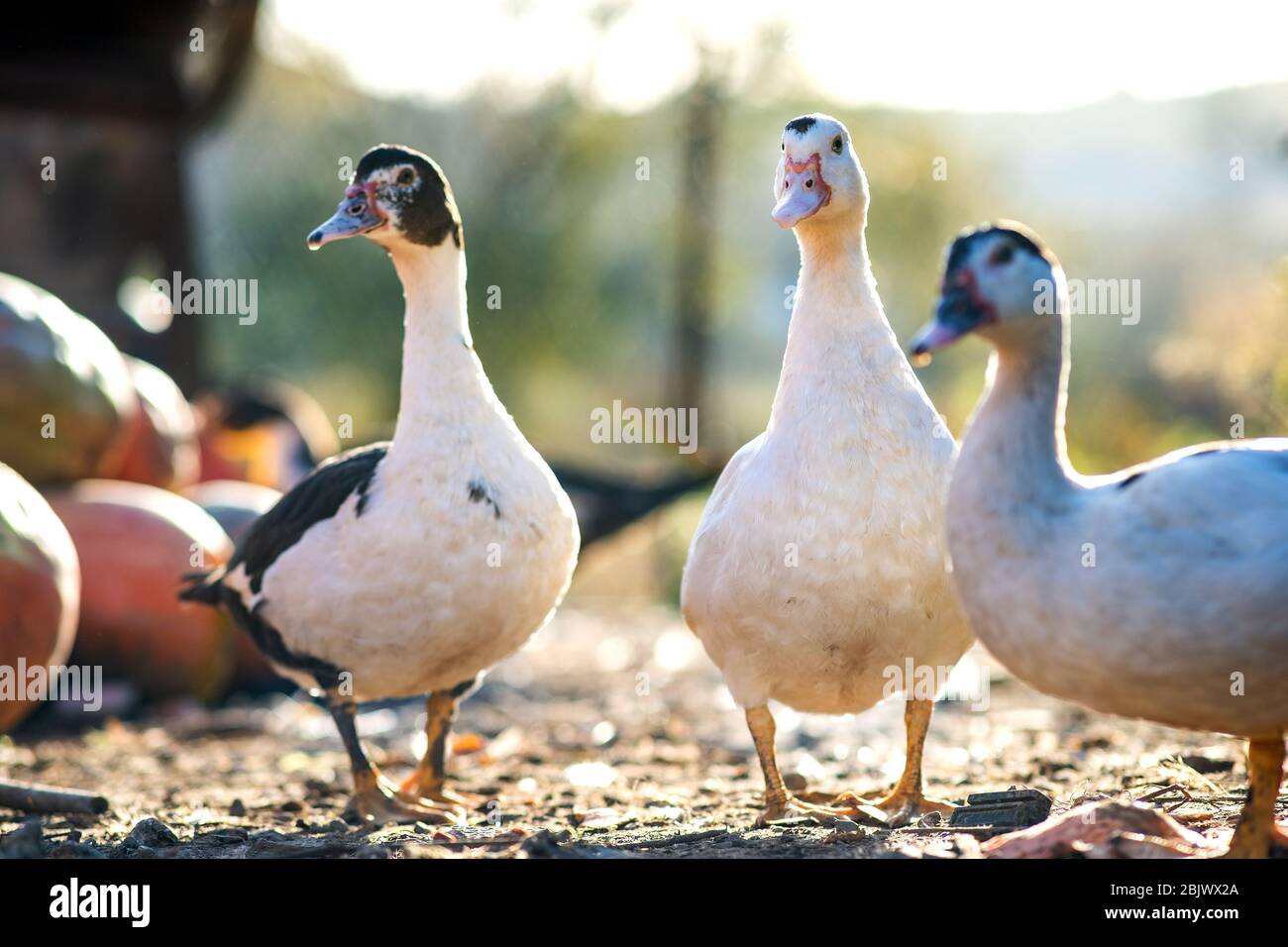 Ducks feed on traditional rural barnyard. Detail of a duck head. Close ...