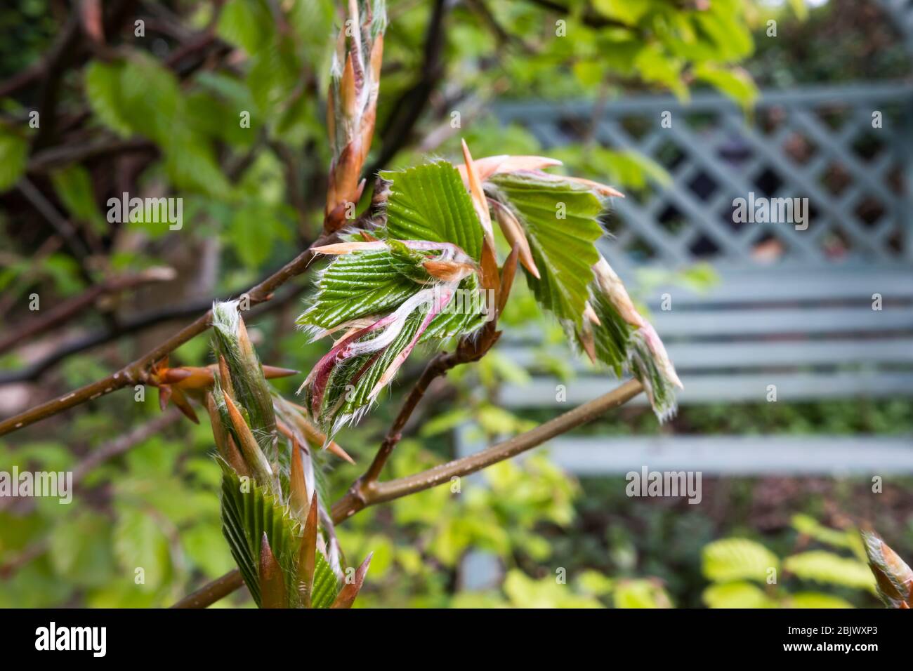 Birch tree leaf hi-res stock photography and images - Alamy