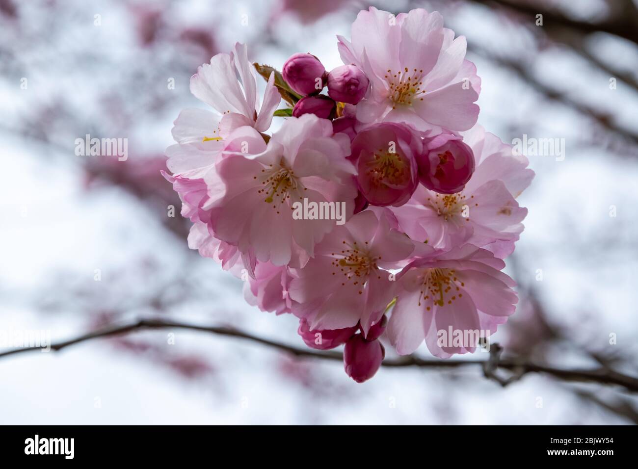 Rose Moment In Time High Resolution Stock Photography and Images - Alamy