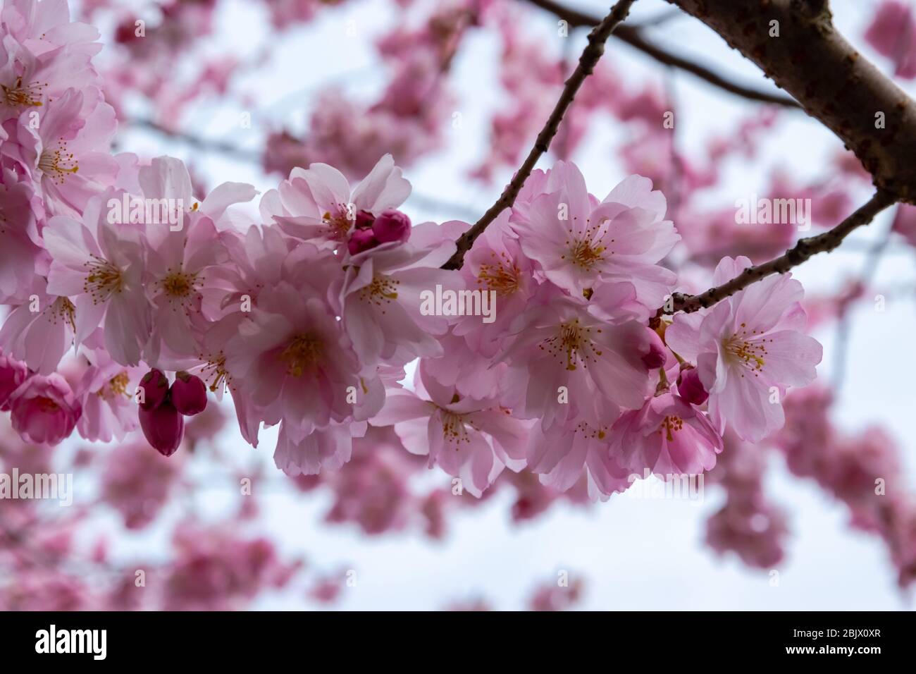 One brief season moment in spring time is the blooming of sakura tree ...