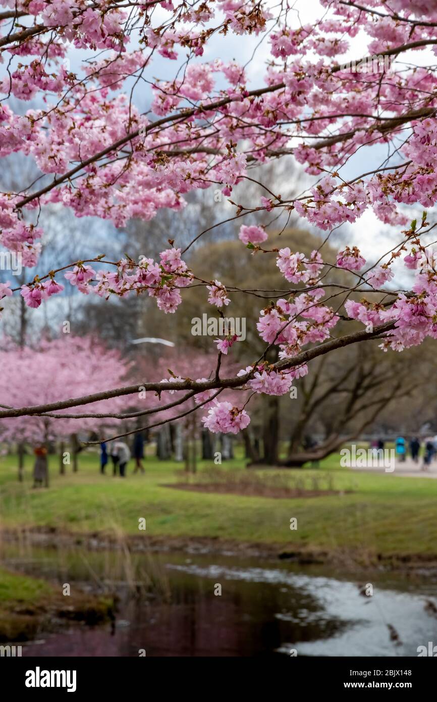 One brief season moment in spring time is the blooming of sakura tree ...