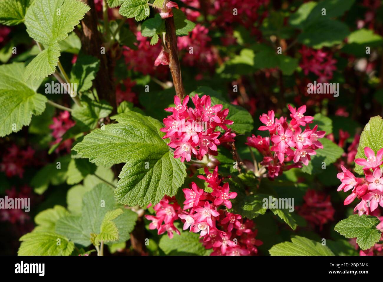 The flowers of Ribes Sanguineum Stock Photo - Alamy
