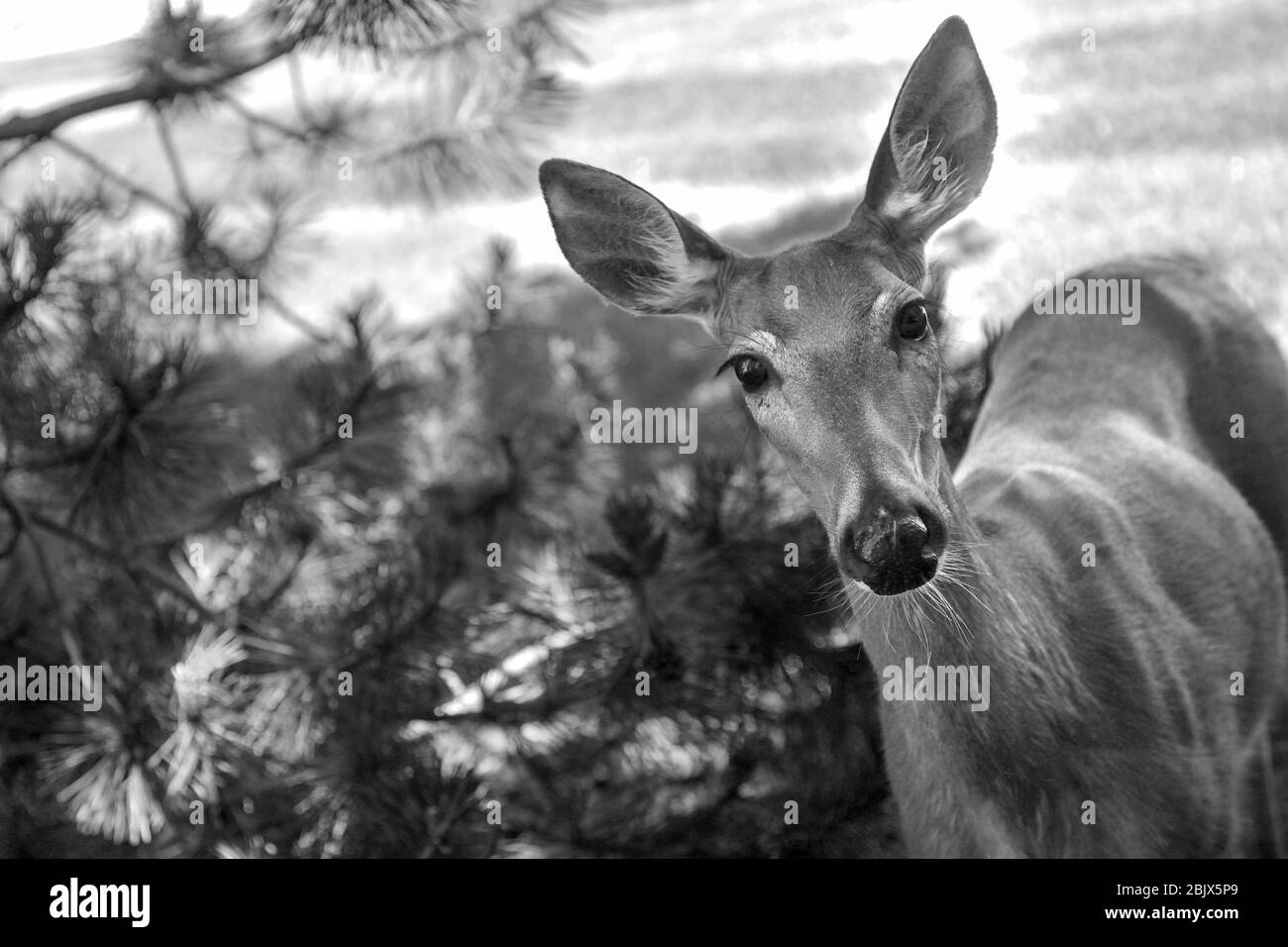 Whitetail deer field Black and White Stock Photos & Images - Alamy
