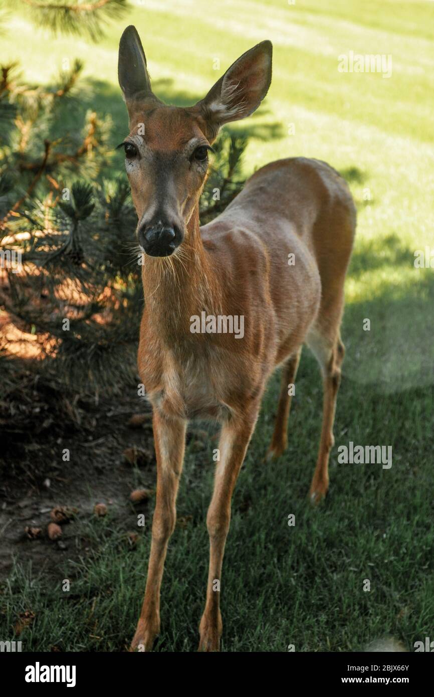 Single Female Deer in the woods alone Stock Photo - Alamy