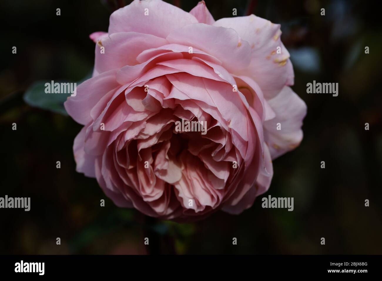 Rose Leander. Robust and hardy, bearing delightfully fragrant rosttes ...