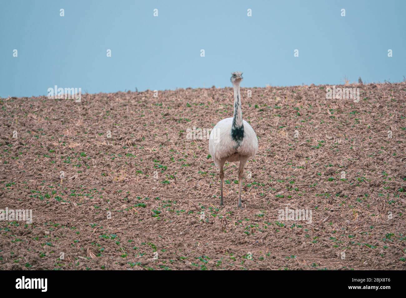 a white Nandu stands with other Nandus on a field in search of food ...