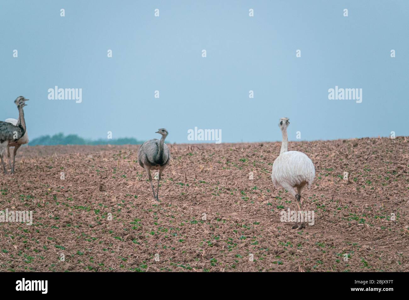 a white Nandu stands with other Nandus on a field in search of food ...