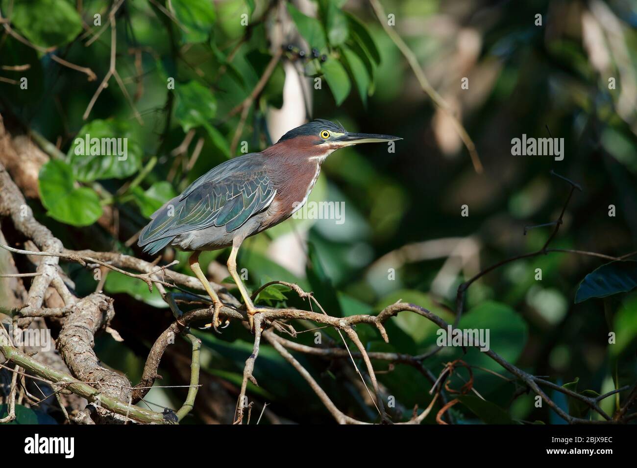 The green heron is a small heron of North and Central America Stock ...