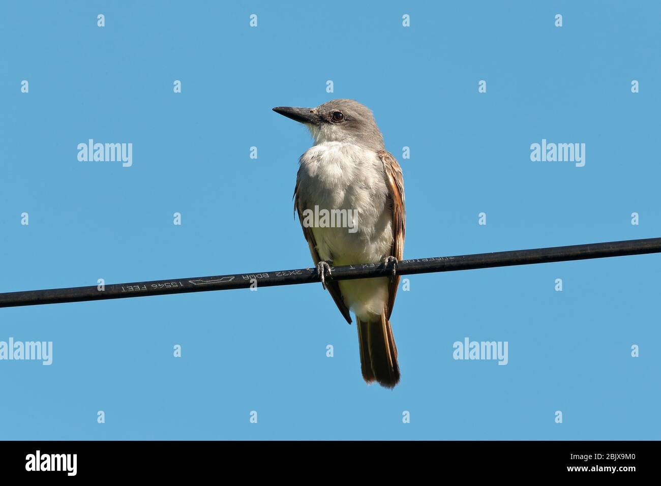 Pitirre hi-res stock photography and images - Alamy