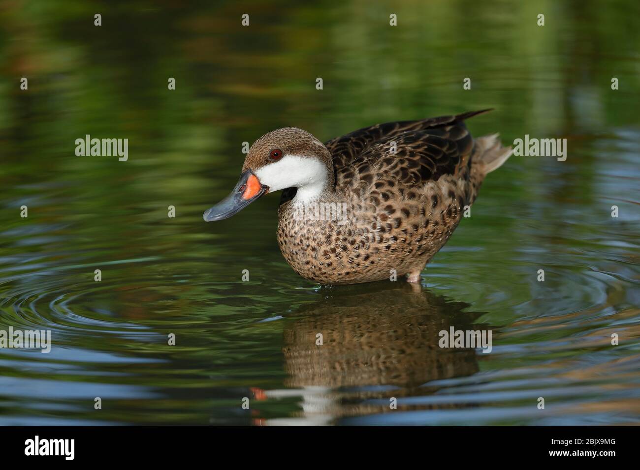 The red-billed teal or red-billed duck is a dabbling duck which is an ...